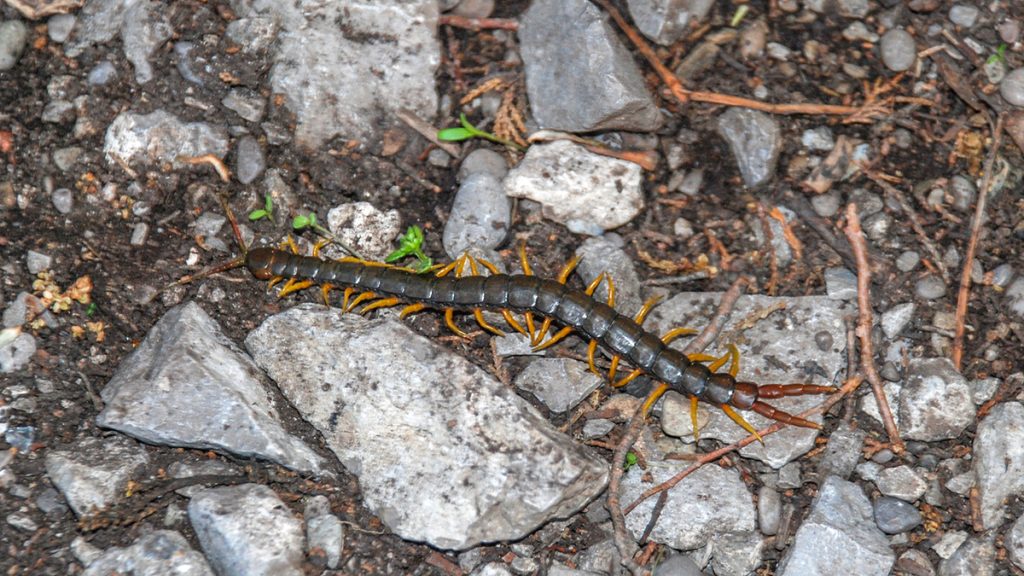 Centipède, fascinante créature à mille pattes