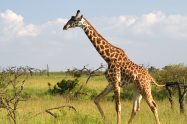 Animaux Sauvages : qui sont-ils ? Où et comment vivent-ils