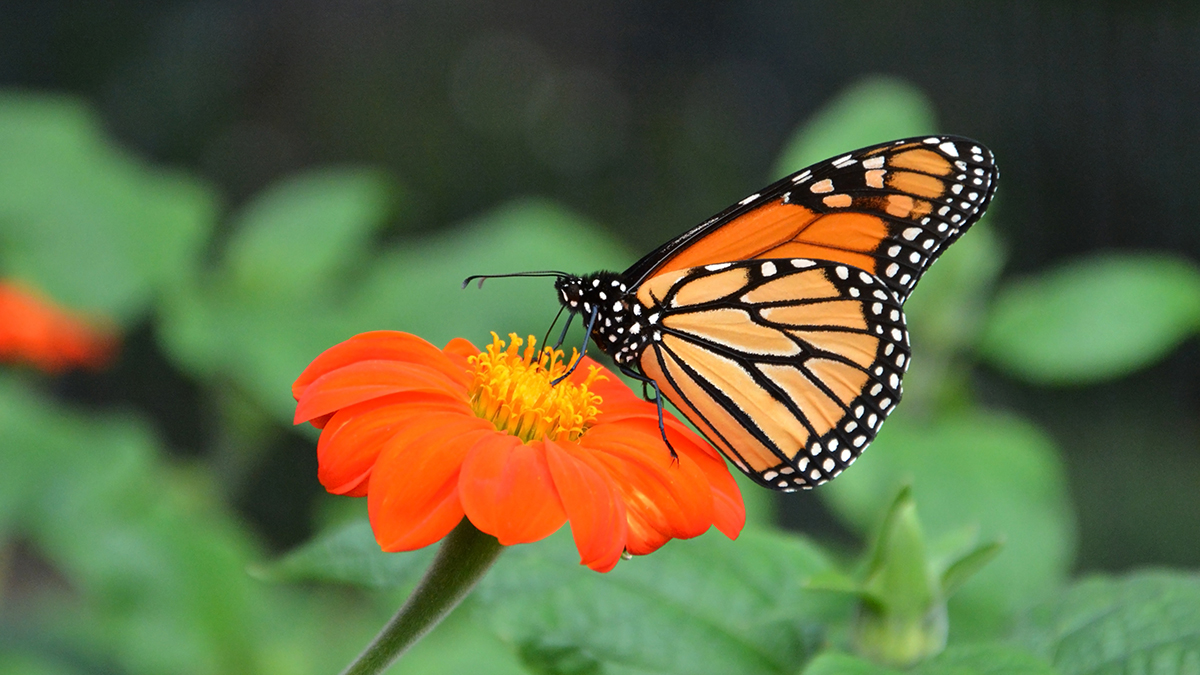 Papillon monarque, aux ailes oranges, noire et blanches et grand ...