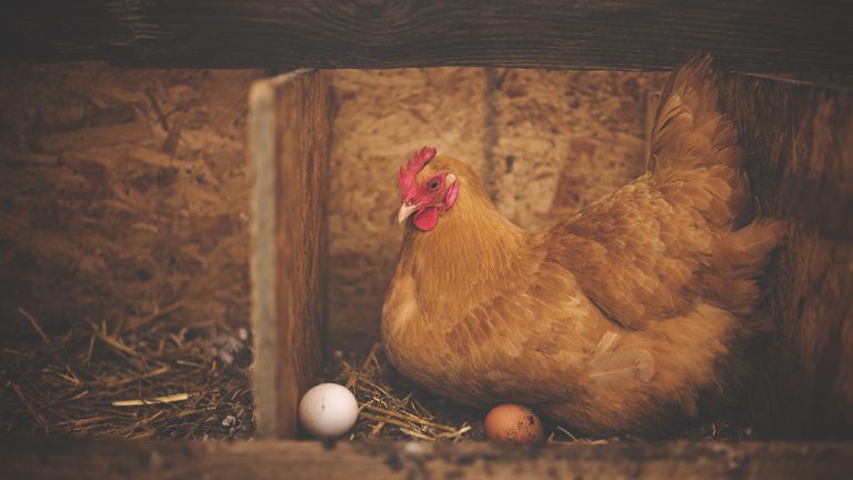 Top 10 des meilleures races de poules pondeuses